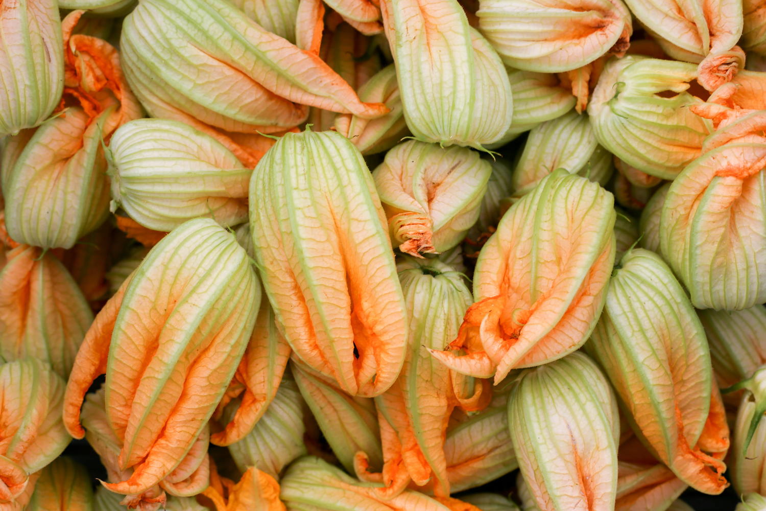 Flor de carbassó farcida | Llepadits